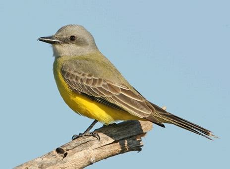Southeast Arizona Specialty Birds ⋆ Tucson Bird Alliance