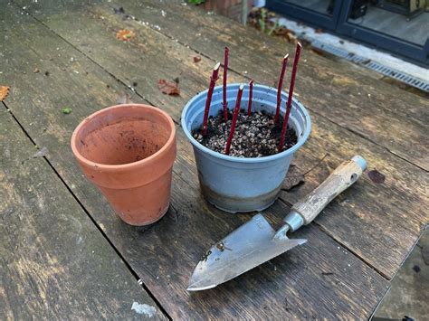 How To Take Hardwood Cuttings Propagating Shrubs In Winter Garden