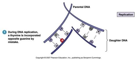 Biology DNA Replication Cell Cycle And Mitosis Flashcards Quizlet