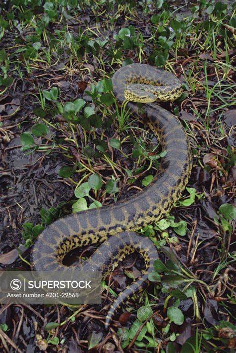Green Anaconda Eunectes Murinus Moving Through Wetland Vegetation
