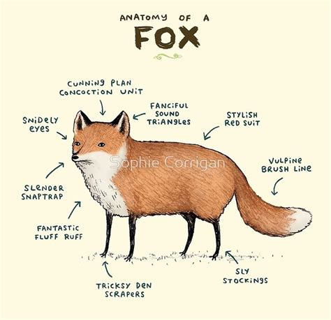 Anatomy Of A Fox Art Print By Sophie Corrigan