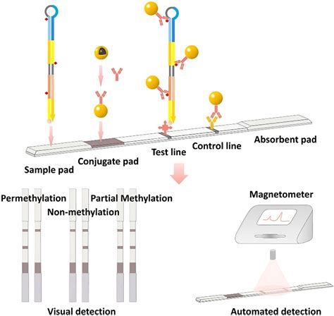 The Schematic Of Dna Methylation Biosensor By Combination Of Isothermal Download Scientific