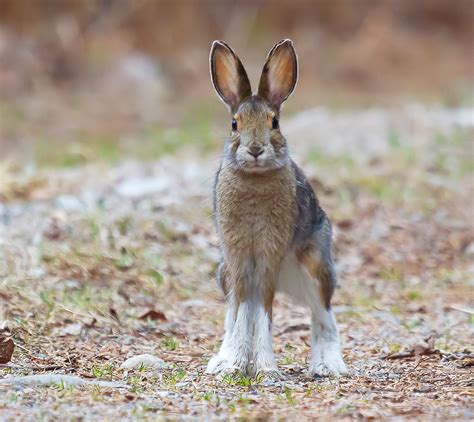 Snowshoe Hare