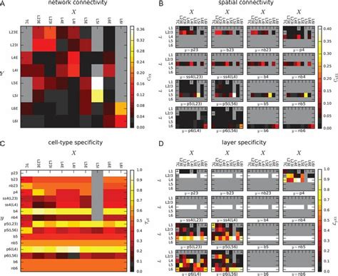 Connectivity Of The Cortical Microcircuit Model A Connection Download Scientific Diagram