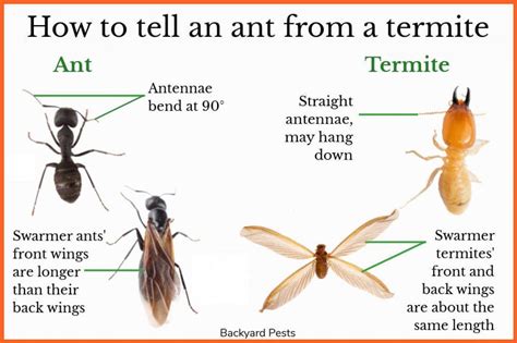 Termite Eating Ants Will Ants Really Kill A Termite Colony For You