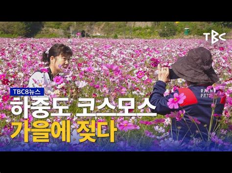 코스모스 가을에 젖다