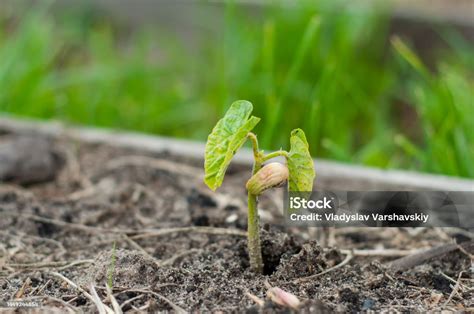 Foto Tauge Yang Sangat Indah Dan Halus Tumbuh Dengan Biji Munculnya Daun Dari Kotiledon Foto