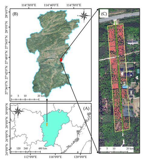 A Novel Framework For Stratified Coupled Bls Tree Trunk Detection And