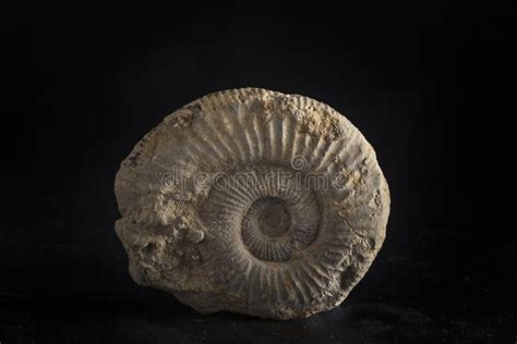 Portrait Of A Marine Fossil On A Black Background We Highlight The