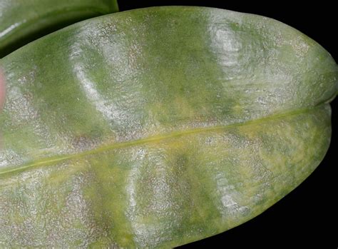 Leaf Problems Orchid Board Most Complete Orchid Forum On The Web