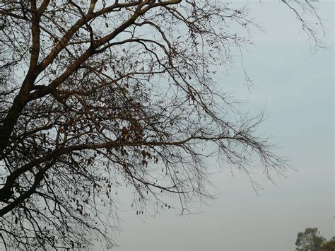 Trees Name In Punjabi For English Readers HubPages