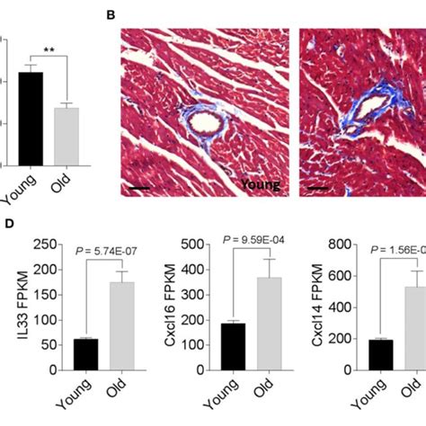 Phenotypic Cardiac Degeneration In Old Mice A Measurements Of