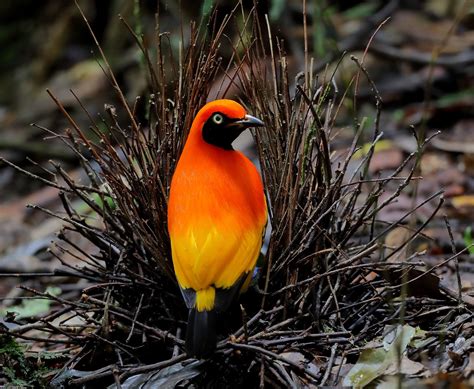 Masked Bowerbird Sericulus Aureus 辉亭鸟 Sheau Torng Lim Flickr