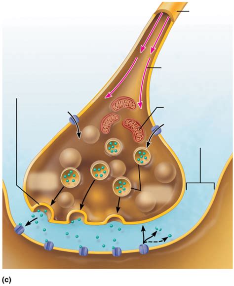 Structure Of Typical Motor Neuron Diagram Quizlet