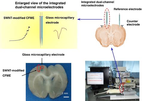 Figure 3 From Recent Development Of Neural Microelectrodes With Dual