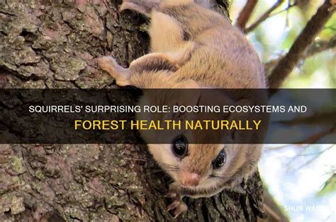 Squirrels Surprising Role Boosting Ecosystems And Forest Health