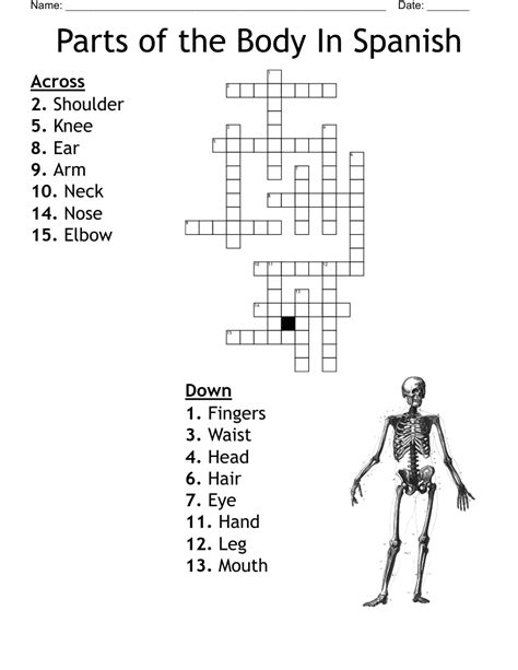 The Spanish English Body Crossword Answers