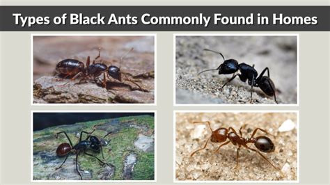 How To Get Rid Of Black Ants Naturally And Permanently