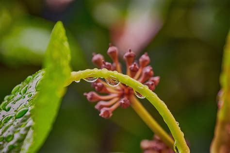 Rain Sheets Nature Free Photo On Pixabay Pixabay