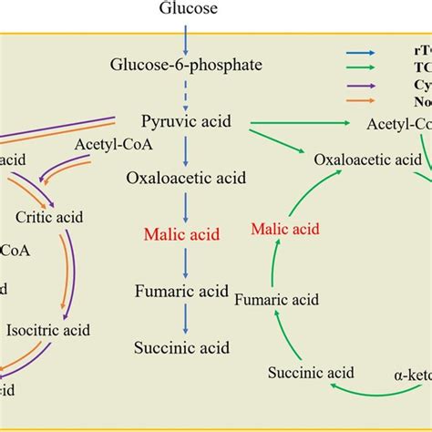 Four Pathways For L Malic Acid Production In Microorganisms Download