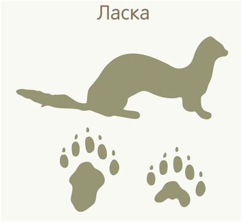 Следы животных картинки для детей Следы диких и домашних зверей