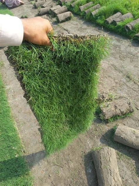 Fine Dhaka Grass Pak Plants