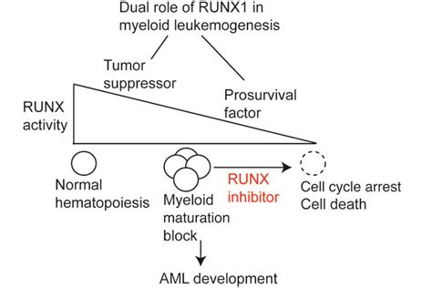 Jci Transcription Factor Runx1 Promotes Survival Of Acute Myeloid Leukemia Cells