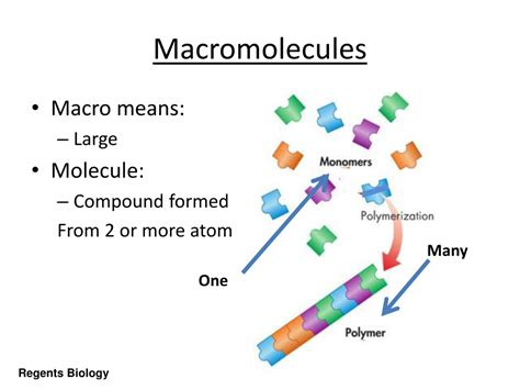 Ppt Macromolecules You Are What You Eat Powerpoint Presentation