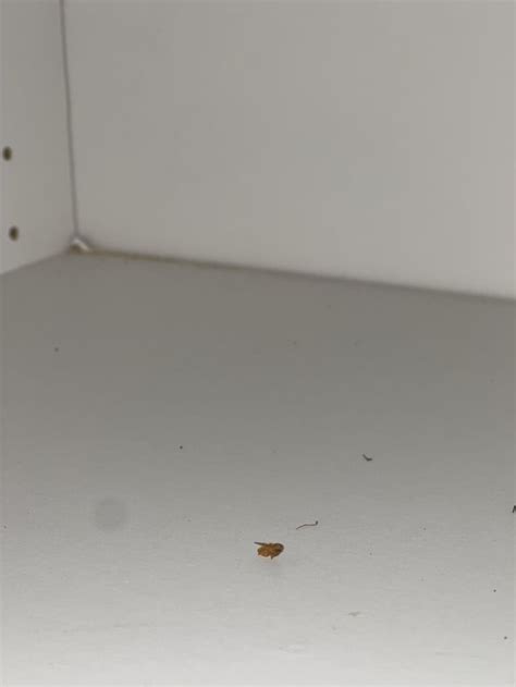 Bedbug Cockroach Rvisitingiceland