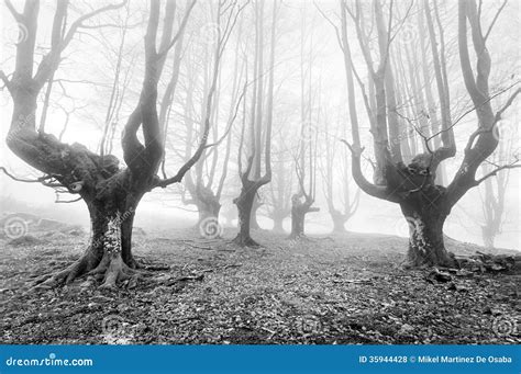 Forest With Scary Trees Royalty Free Stock Photos Image