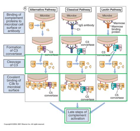 Lecture 4 7 Complement Cytokines Flashcards Quizlet