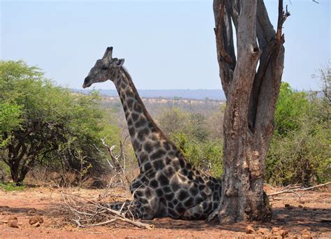 African Giraffe Facts The Safari Giant