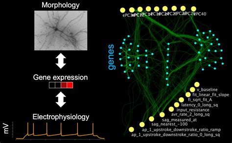Research QUON Titative Bio