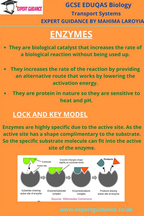 Gcse Ocr Gateway Biology What Happens In Cells And What Do Cells Need Complete Revision Artofit
