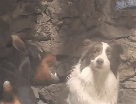 Bark Ragebait  Bark Ragebait Dog Barking Discover And Share S