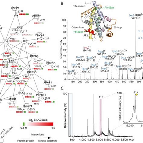 Various Mass Spectrometric Techniques Reveal Information On Protein