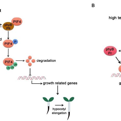 Published Pif4 Interacting Proteins Until July 2021 Download Scientific Diagram