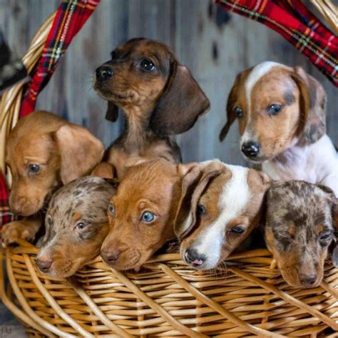 Таксята с голубыми глазками купить в Москве цена 45 000 руб дата размещения 17 02 2025