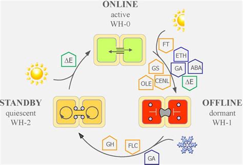Dormancy Cycling In Deciduous Perennials Of Temperate Regions During