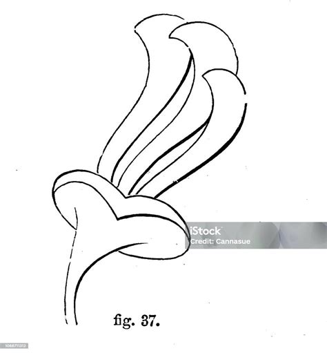 서클 Flowerhead를 그리는 방법을 보여 주는 빅토리아 흑백 간단한 선 그리기 로버트 스콧 굽기 1860에 의해 자기 원조 Cyclopedia 19세기에 대한 스톡
