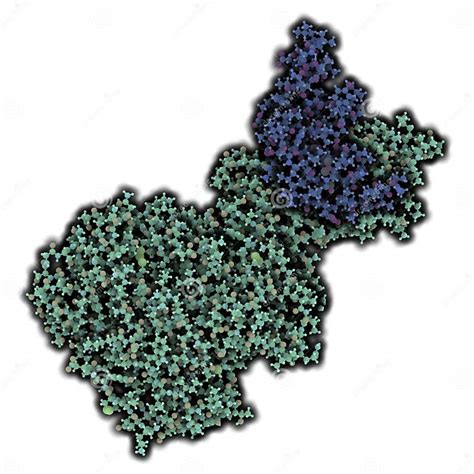 Human Pancreatic Lipase Hpl Enzyme In Complex With Colipase