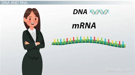 The Mrna Sequence Function Transcription And Translation Lesson