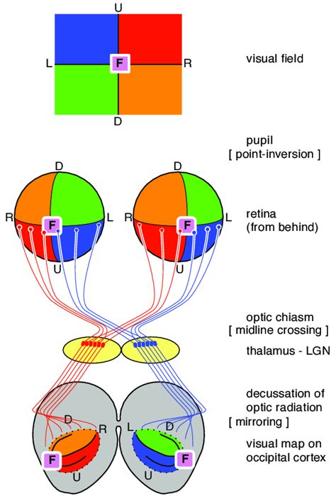 1 Schema Of The Visual Tract From The Retina To The Visual Cortex Download Scientific