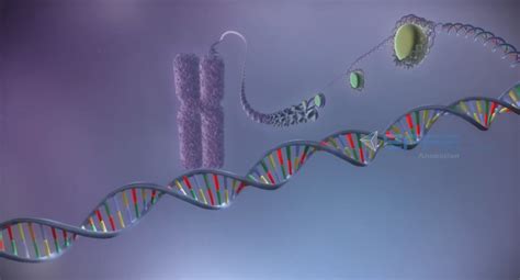 Dna And Rna Animation Company 3d Molecular Visuals