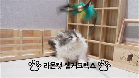 라온캣 고양이분양 셀커크렉스 Youtube