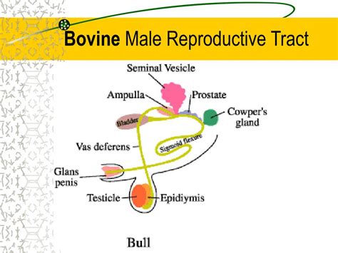 Ppt Male Reproductive Tract Powerpoint Presentation Free Download