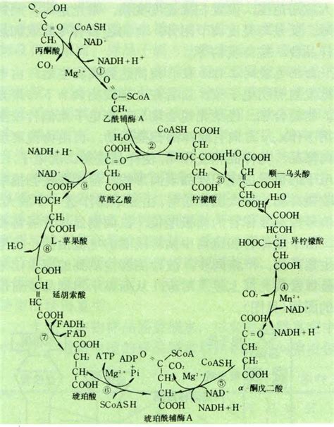 三羧酸循环 智汇三农 三羧酸循环 智汇三农