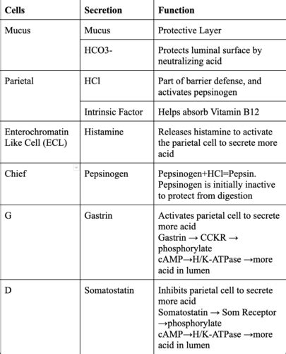 PHSL Gastrointestinal Learning Objectives Flashcards Quizlet