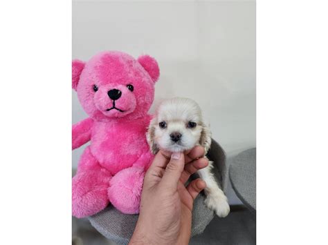 코카스파니엘 이로 강아지책임분양♥ 강아지파양 고양이파양 유기견무료분양입양 아이조아요양보호소