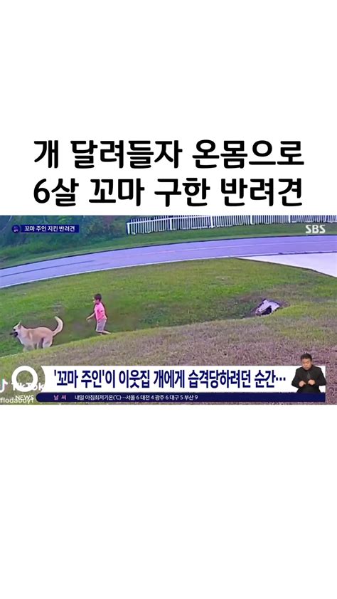 하 진짜 큰일날뻔했다 너무 다행임ㅠㅠㅠㅠㅠ 출처유튜브sbs 뉴스 댕댕이 댕댕이그램 댕스타그램 아기댕댕이 아기강아지 아기강아지🐶 댕냥이 멍냥이 댕댕이